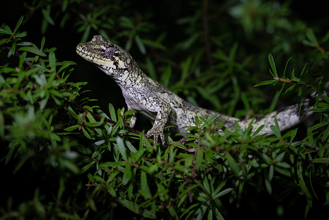 Lizard Surveys: do you need them and what does it take to do them? | Boffa Miskell