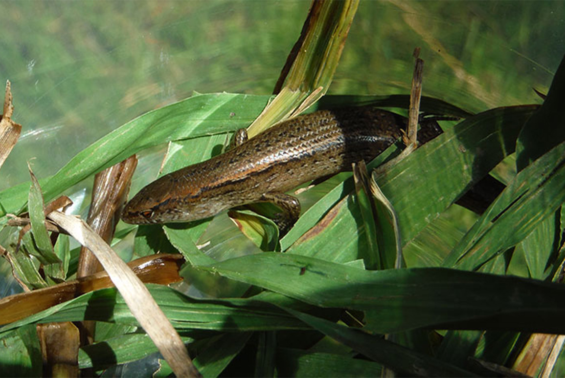 Lizard protection in action | Boffa Miskell