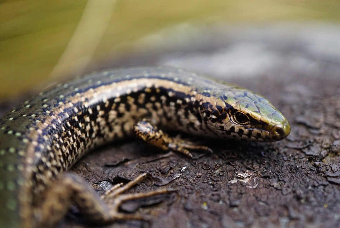 An unexpected discovery: Canterbury spotted skink | Boffa Miskell