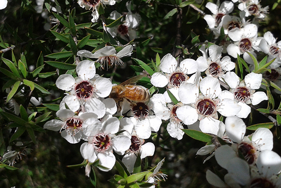 Mānuka and Kānuka Plantation Guide | Boffa Miskell