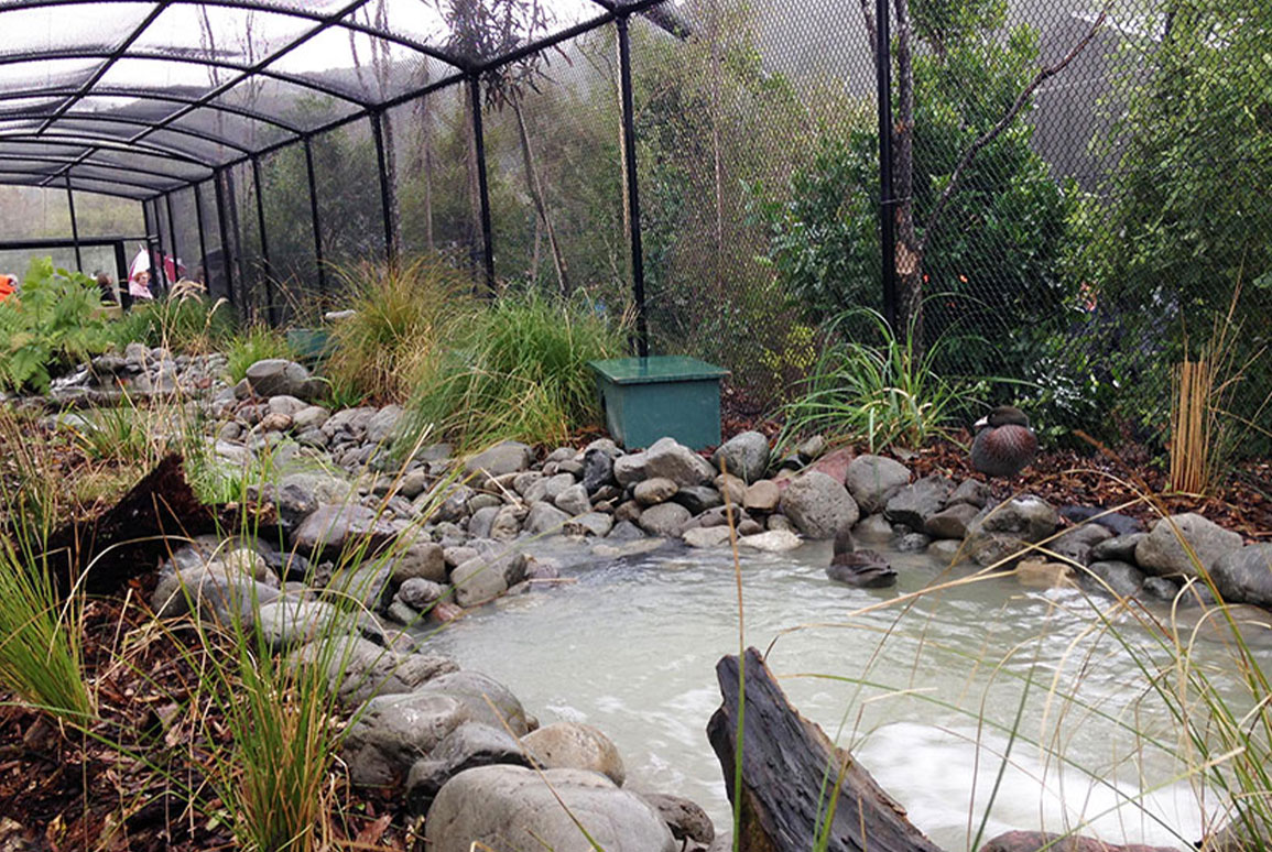 Walk-through aviary advocates wildlife education | Boffa Miskell