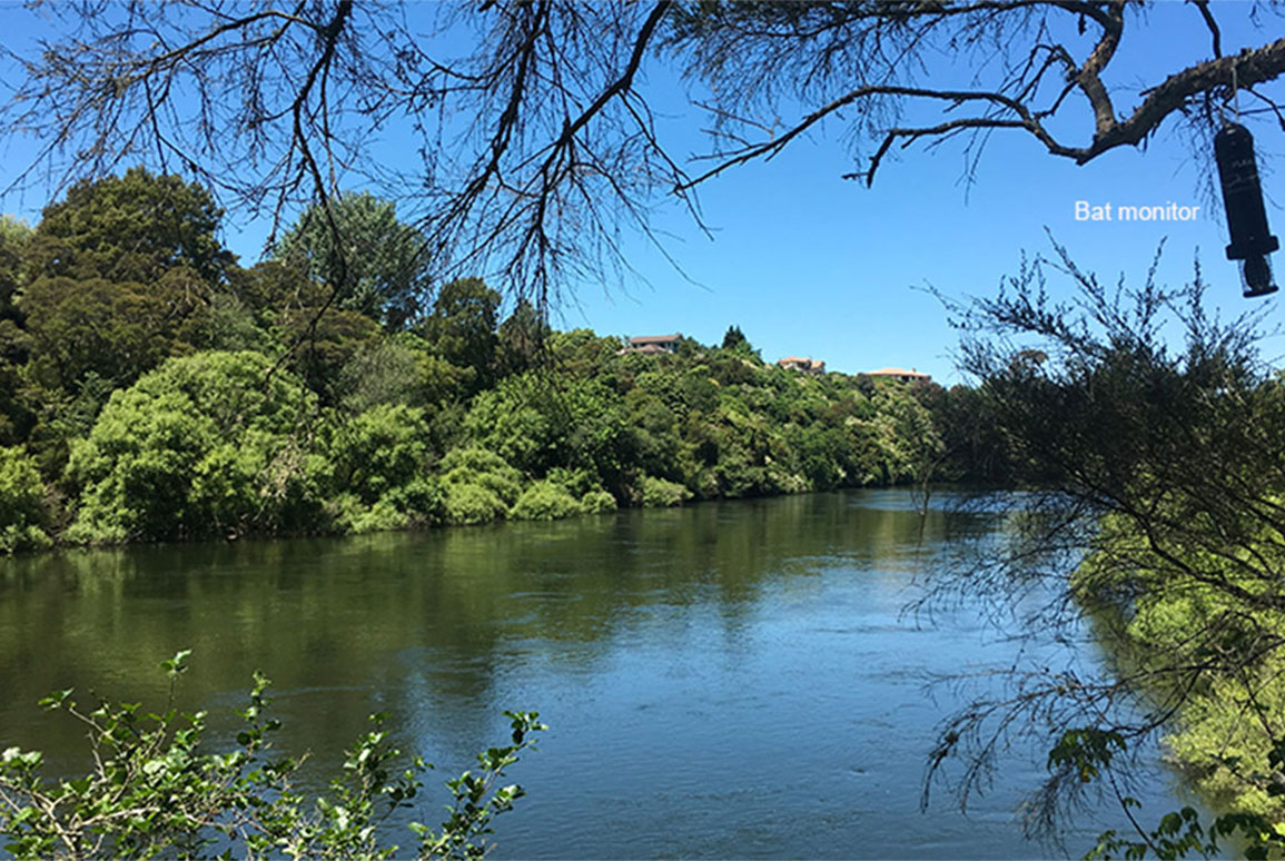 Threatened Native Bats in the Waikato | Boffa Miskell