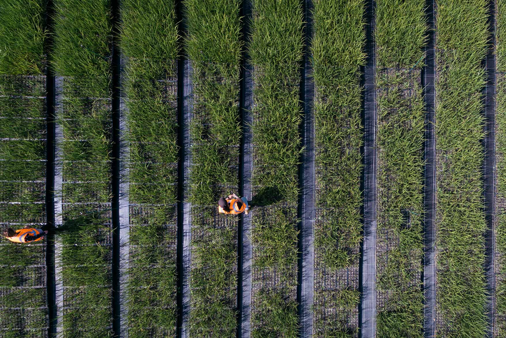 Waikeria Prison Landscape | Boffa Miskell