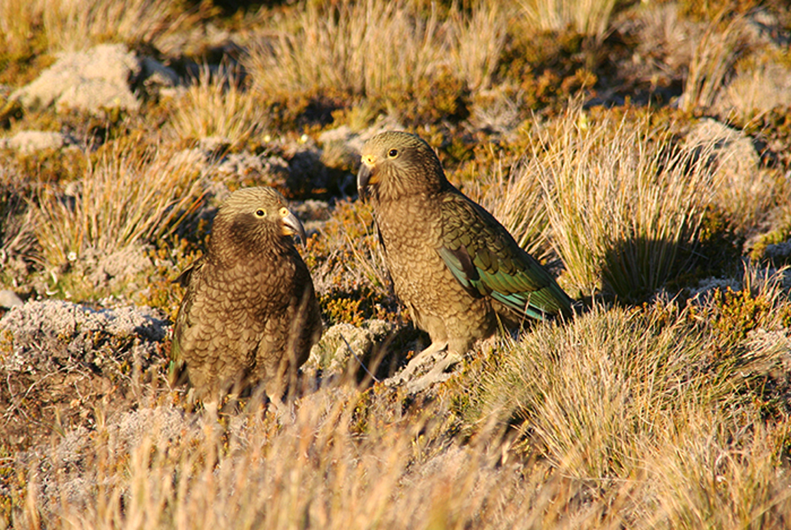 Guidance on appropriate ground-based pest animal control in kea habitat ...