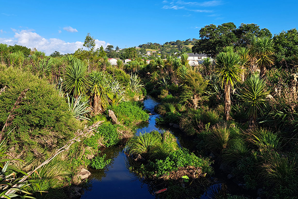 Green infrastructure implementation in Auckland and beyond | Boffa Miskell