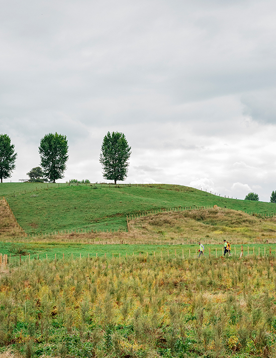 Waikeria Prison Landscape | Boffa Miskell