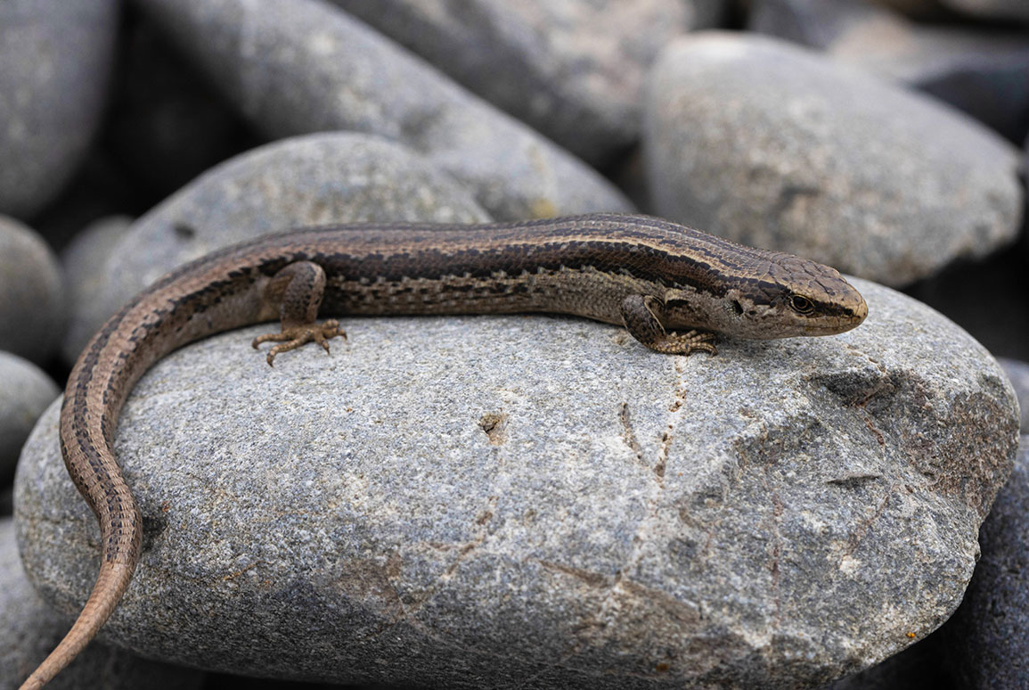 Southern Grass Skink | Boffa Miskell