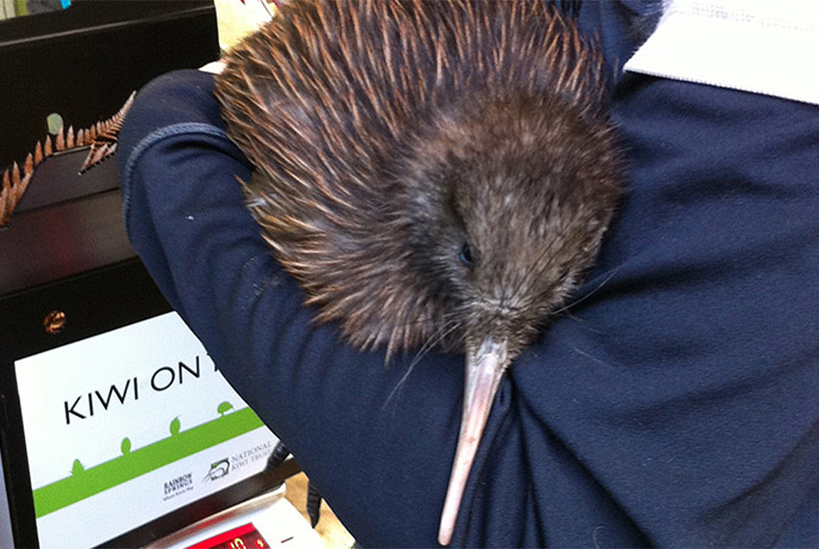 Boffa Miskell team releases Project Kiwi’s latest chick | Boffa Miskell