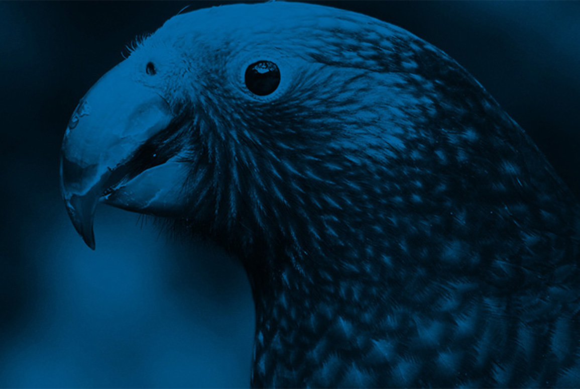 Biosecurity services strengthen at Boffa Miskell | Boffa Miskell